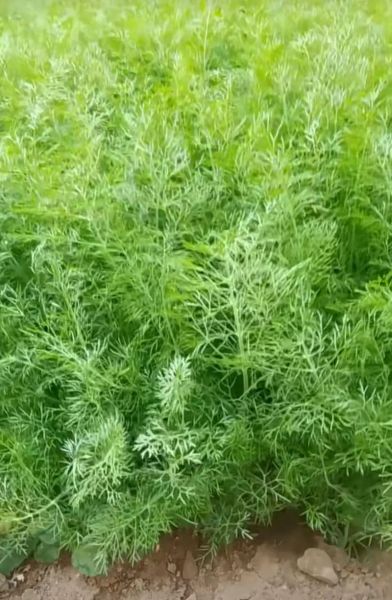 茴香苗是发物吗_术后能吃茴香苗吗-第1张图片-山城妙识 茴香苗是发物吗_术后能吃茴香苗吗-第1张图片-山城妙识