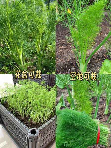 茴香苗是发物吗_术后能吃茴香苗吗-第2张图片-山城妙识 茴香苗是发物吗_术后能吃茴香苗吗-第2张图片-山城妙识