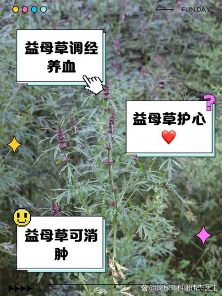 益母草什么人不能吃_益母草禁忌人群-第2张图片-山城妙识