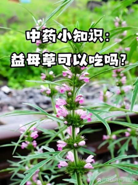 益母草什么人不能吃_益母草禁忌人群-第3张图片-山城妙识