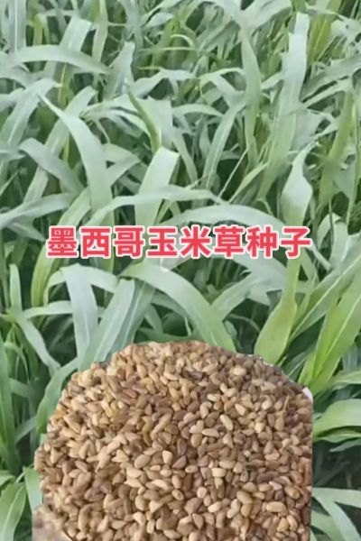 墨西哥玉米草一亩地能产多少吨_墨西哥玉米草适合哪些地区种植-第1张图片-山城妙识 墨西哥玉米草一亩地能产多少吨_墨西哥玉米草适合哪些地区种植-第1张图片-山城妙识