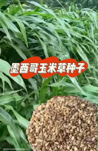 墨西哥玉米草一亩地能产多少吨_墨西哥玉米草适合哪些地区种植-第3张图片-山城妙识 墨西哥玉米草一亩地能产多少吨_墨西哥玉米草适合哪些地区种植-第3张图片-山城妙识