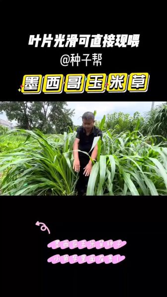 墨西哥玉米草一亩地能产多少吨_墨西哥玉米草适合哪些地区种植-第2张图片-山城妙识 墨西哥玉米草一亩地能产多少吨_墨西哥玉米草适合哪些地区种植-第2张图片-山城妙识