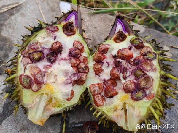 芡实图片大全大图_芡实长什么样-第1张图片-山城妙识 芡实图片大全大图_芡实长什么样-第1张图片-山城妙识