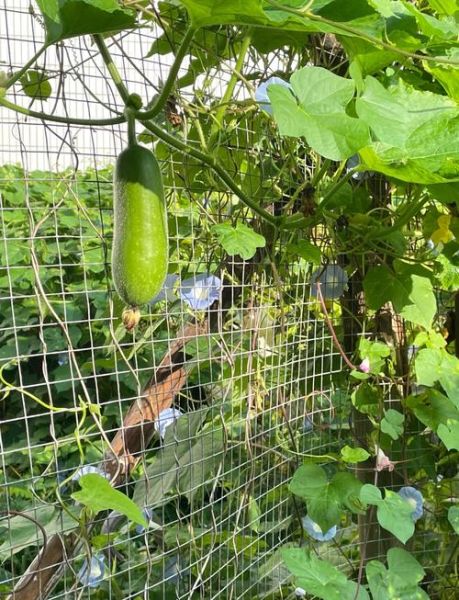 节瓜的功效与作用及禁忌_节瓜什么人不能吃-第1张图片-山城妙识