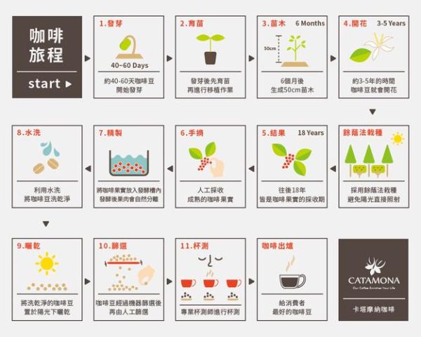 咖啡豆种植条件_海拔温度要求-第2张图片-山城妙识