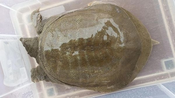 甲鱼养殖多久可以出售_甲鱼几个月能卖-第2张图片-山城妙识