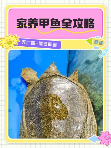 甲鱼养殖多久可以出售_甲鱼几个月能卖-第1张图片-山城妙识