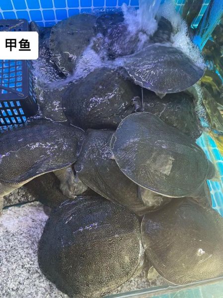 甲鱼养殖多久可以出售_甲鱼几个月能卖-第3张图片-山城妙识