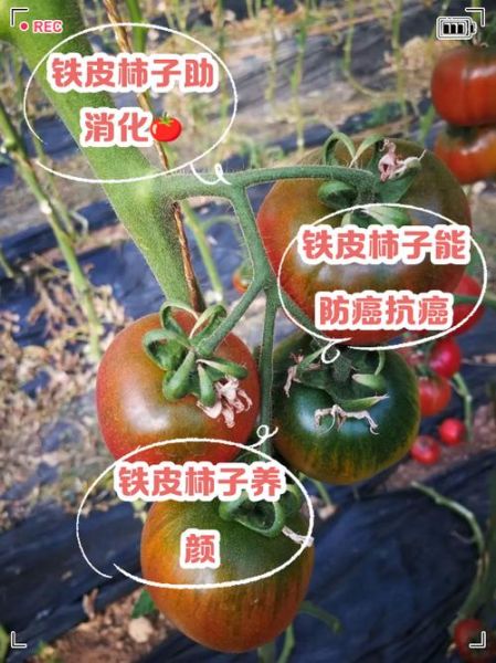 柿子的药用价值有哪些_柿子能治疗什么病-第1张图片-山城妙识