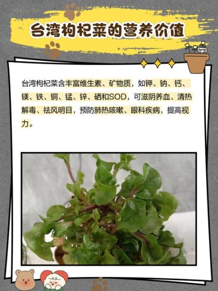 台湾枸杞菜功效_台湾枸杞菜怎么吃-第1张图片-山城妙识 台湾枸杞菜功效_台湾枸杞菜怎么吃-第1张图片-山城妙识