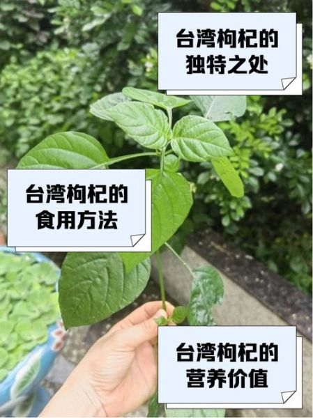 台湾枸杞菜功效_台湾枸杞菜怎么吃-第2张图片-山城妙识 台湾枸杞菜功效_台湾枸杞菜怎么吃-第2张图片-山城妙识