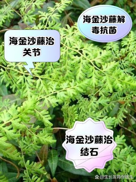 海金沙长什么样_海金沙和金钱草区别-第2张图片-山城妙识