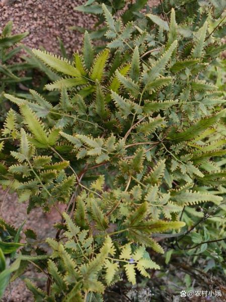 海金沙长什么样_海金沙和金钱草区别-第1张图片-山城妙识