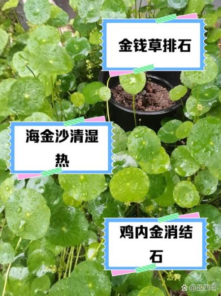 海金沙长什么样_海金沙和金钱草区别-第3张图片-山城妙识