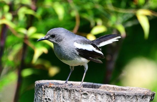 四喜鸟怎么养_四喜鸟吃什么食物-第3张图片-山城妙识 四喜鸟怎么养_四喜鸟吃什么食物-第3张图片-山城妙识