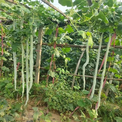 蛇豆角多少钱一斤_蛇豆角价格行情-第1张图片-山城妙识