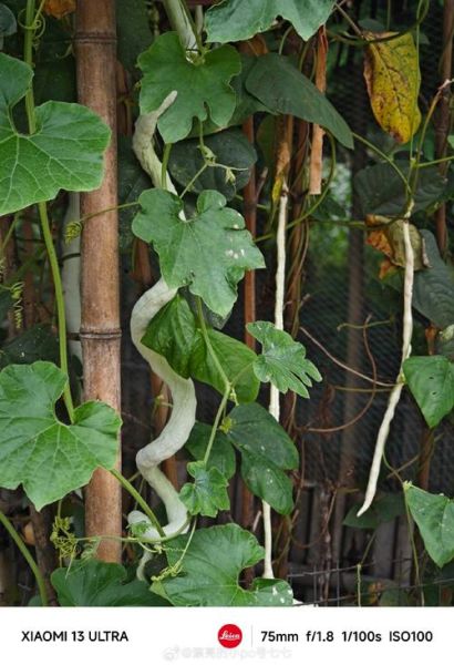 蛇豆角多少钱一斤_蛇豆角价格行情-第3张图片-山城妙识