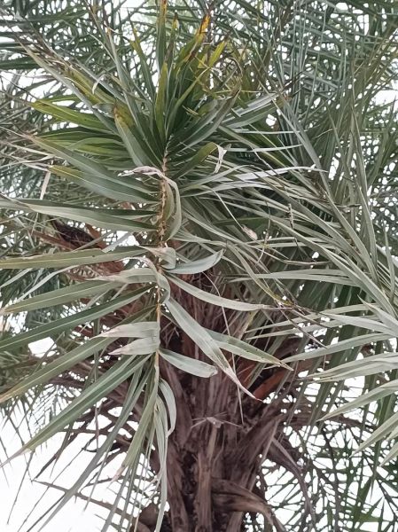 海枣怎么种_海枣树多久结果-第1张图片-山城妙识