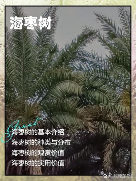 海枣怎么种_海枣树多久结果-第2张图片-山城妙识