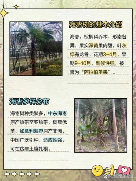 海枣怎么种_海枣树多久结果-第3张图片-山城妙识