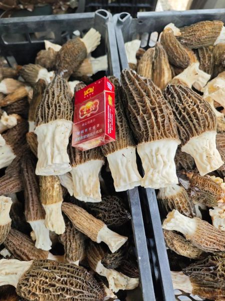 四川省农科院羊肚菌菌种_如何选购与栽培-第2张图片-山城妙识