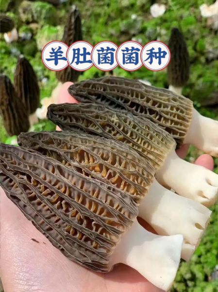 四川省农科院羊肚菌菌种_如何选购与栽培-第3张图片-山城妙识