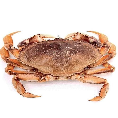 珍宝蟹是不是面包蟹_珍宝蟹和面包蟹的区别-第2张图片-山城妙识 珍宝蟹是不是面包蟹_珍宝蟹和面包蟹的区别-第2张图片-山城妙识