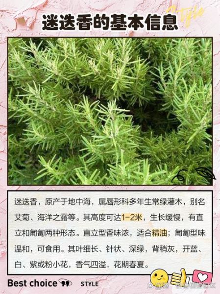 迷迭香殊娓是什么_迷迭香殊娓功效与作用-第2张图片-山城妙识