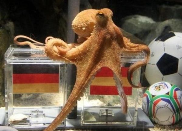 章鱼保罗是什么意思_章鱼保罗预测原理-第1张图片-山城妙识 章鱼保罗是什么意思_章鱼保罗预测原理-第1张图片-山城妙识