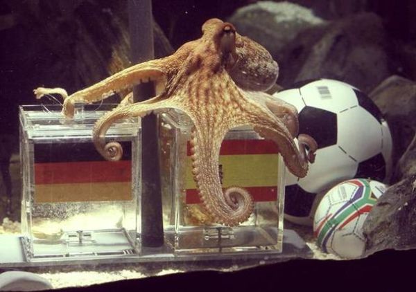 章鱼保罗是什么意思_章鱼保罗预测原理-第3张图片-山城妙识 章鱼保罗是什么意思_章鱼保罗预测原理-第3张图片-山城妙识