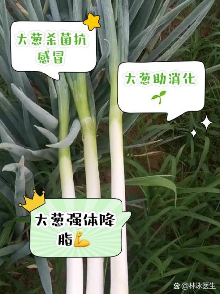 大葱的营养价值_大葱有哪些营养成分-第3张图片-山城妙识 大葱的营养价值_大葱有哪些营养成分-第3张图片-山城妙识