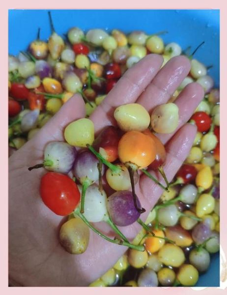 五彩泡椒怎么做_家常五彩泡椒腌制方法-第1张图片-山城妙识 五彩泡椒怎么做_家常五彩泡椒腌制方法-第1张图片-山城妙识