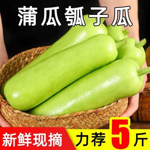 瓠子图片长什么样_如何挑选新鲜瓠子-第3张图片-山城妙识 瓠子图片长什么样_如何挑选新鲜瓠子-第3张图片-山城妙识