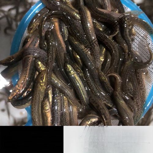 泥鳅养殖周期是多久_泥鳅苗多久能上市-第1张图片-山城妙识