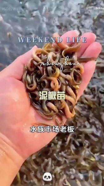 泥鳅养殖周期是多久_泥鳅苗多久能上市-第3张图片-山城妙识