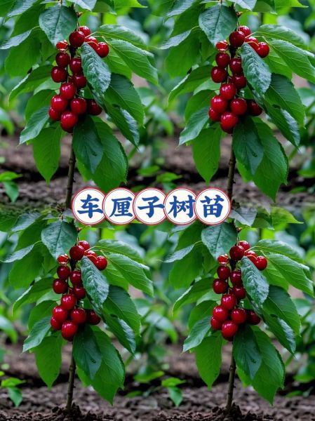 樱桃树苗怎么种_樱桃树苗几年结果-第1张图片-山城妙识