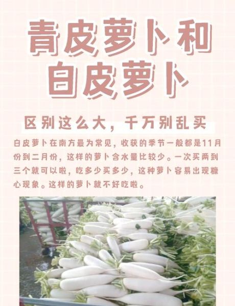 青萝卜和白萝卜哪个好_青萝卜和白萝卜的区别-第1张图片-山城妙识 青萝卜和白萝卜哪个好_青萝卜和白萝卜的区别-第1张图片-山城妙识