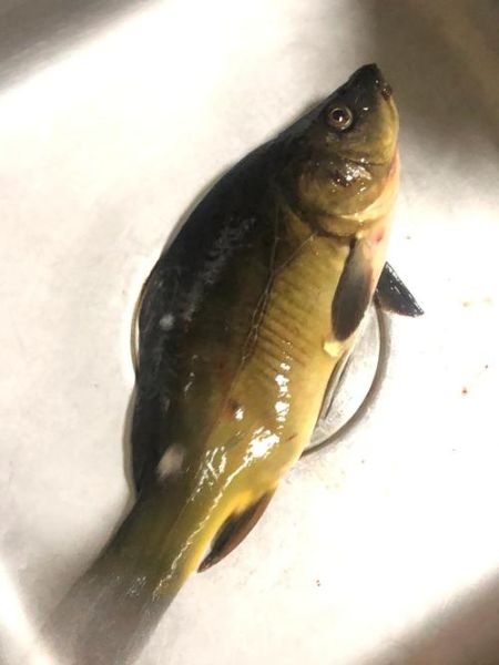 三道鳞是什么鱼_多少钱一斤-第2张图片-山城妙识