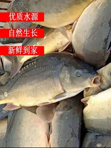 三道鳞是什么鱼_多少钱一斤-第3张图片-山城妙识