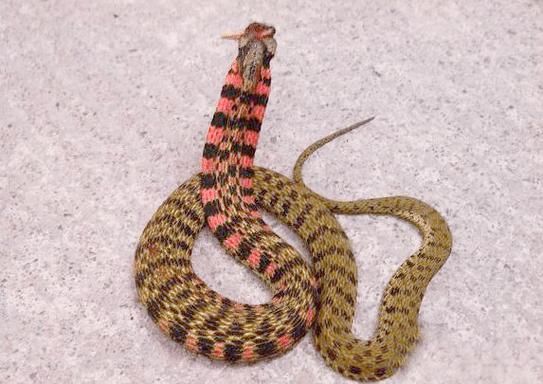 鸡冠蛇有毒吗_鸡冠蛇真实存在吗-第2张图片-山城妙识