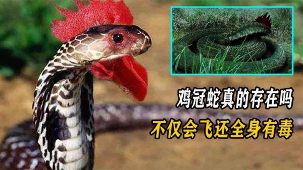 鸡冠蛇有毒吗_鸡冠蛇真实存在吗-第3张图片-山城妙识