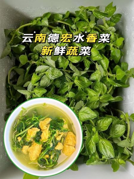 水香菜怎么吃_水香菜的功效与作用-第3张图片-山城妙识