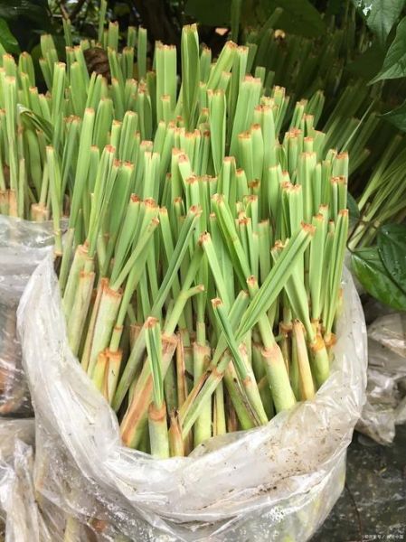 蒲菜怎么做好吃_蒲菜图片大全-第3张图片-山城妙识 蒲菜怎么做好吃_蒲菜图片大全-第3张图片-山城妙识