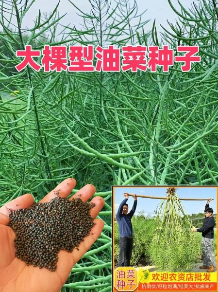 油菜籽什么时候播种_最佳播种时间-第2张图片-山城妙识