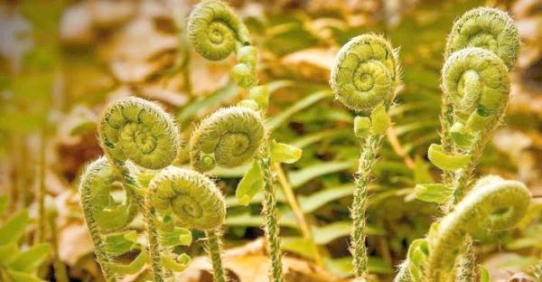 蕨菜根致癌吗_蕨菜根毒性真相-第1张图片-山城妙识