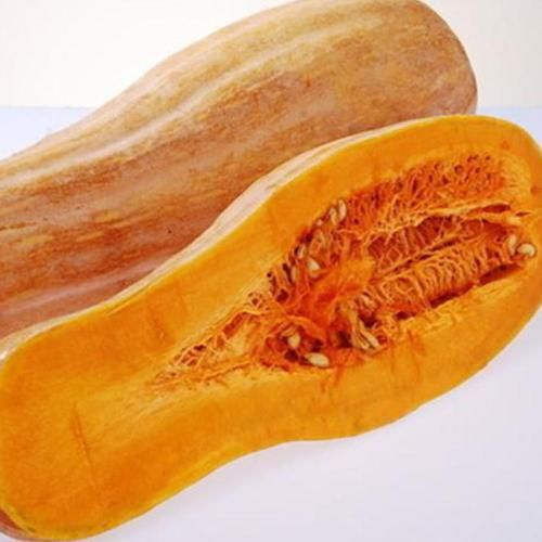 长南瓜图片大全_长南瓜品种有哪些-第2张图片-山城妙识 长南瓜图片大全_长南瓜品种有哪些-第2张图片-山城妙识