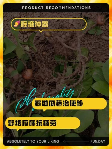 野地瓜学名是什么_野地瓜药用价值有哪些-第2张图片-山城妙识 野地瓜学名是什么_野地瓜药用价值有哪些-第2张图片-山城妙识