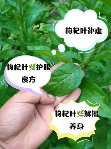 枸杞叶汤的功效与作用_枸杞叶汤怎么做才养肝明目-第2张图片-山城妙识 枸杞叶汤的功效与作用_枸杞叶汤怎么做才养肝明目-第2张图片-山城妙识