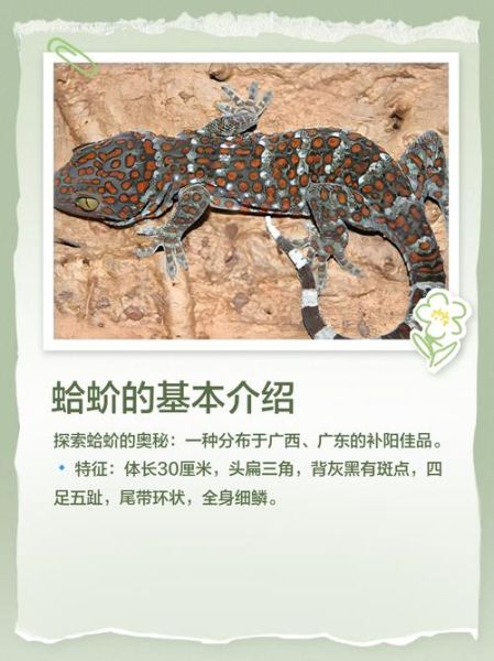 2021蛤蚧多少钱一斤_蛤蚧价格走势分析-第1张图片-山城妙识 2021蛤蚧多少钱一斤_蛤蚧价格走势分析-第1张图片-山城妙识